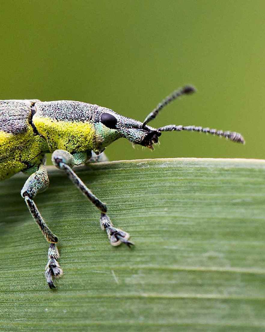 Soluciones Basadas en la naturaleza