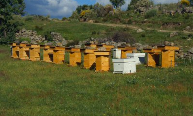 Explotación apícola natural y ecológica | Triodos Bank Explotación apícola natural y ecológica | Triodos Bank