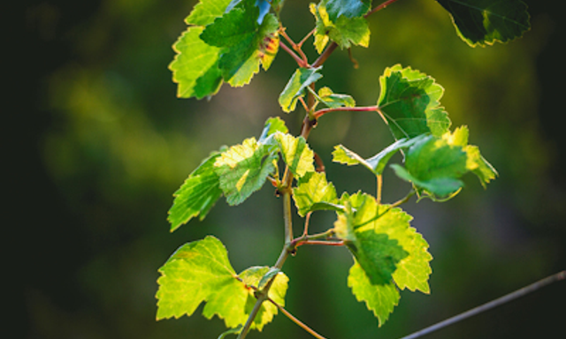 Glinwell Spain | Triodos Bank